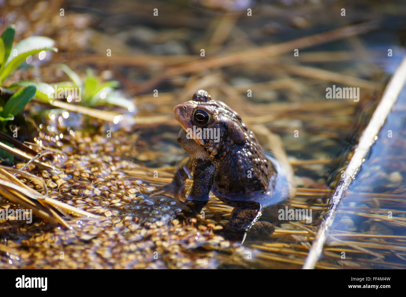 Southern Toad sitting in the water and preparing for a mating call ...