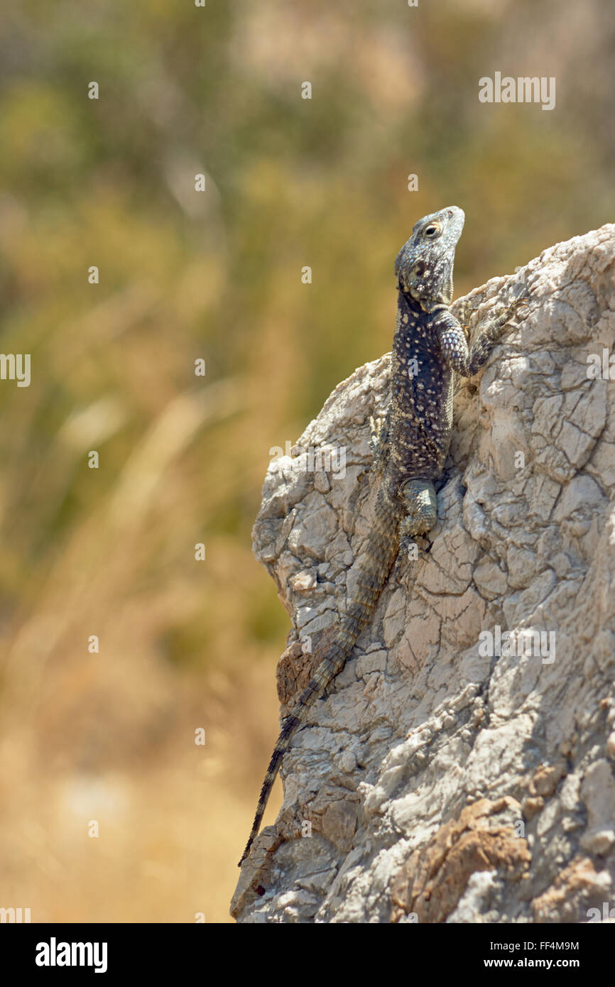 Greek lizard on a rock Stock Photo - Alamy