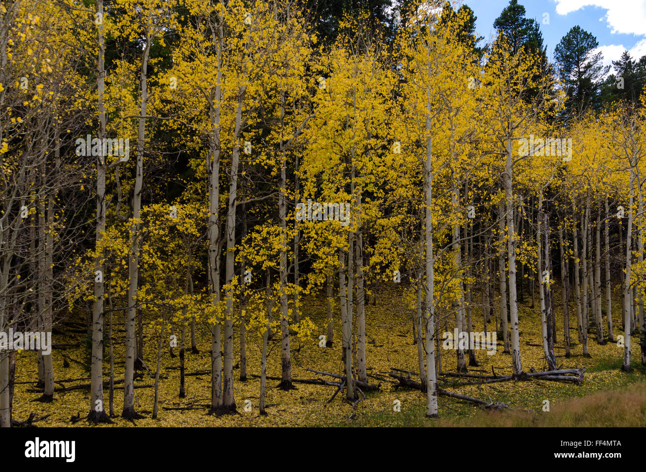 Yellow and green autumn aspen leaves changing fall foliage hi-res stock ...