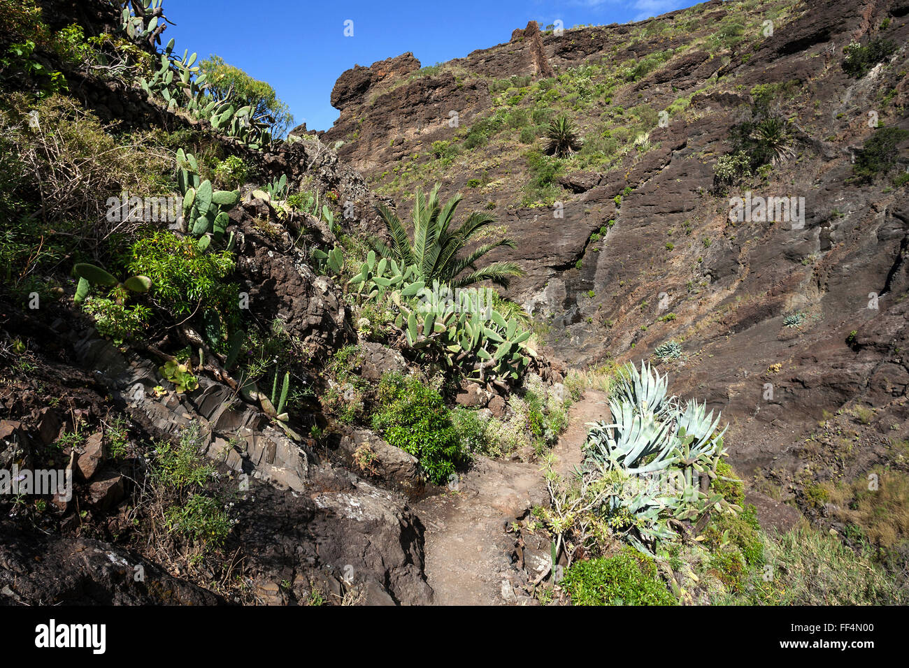 Hiking trail through the volcanic rock, mediterranean vegetation, Masca ...