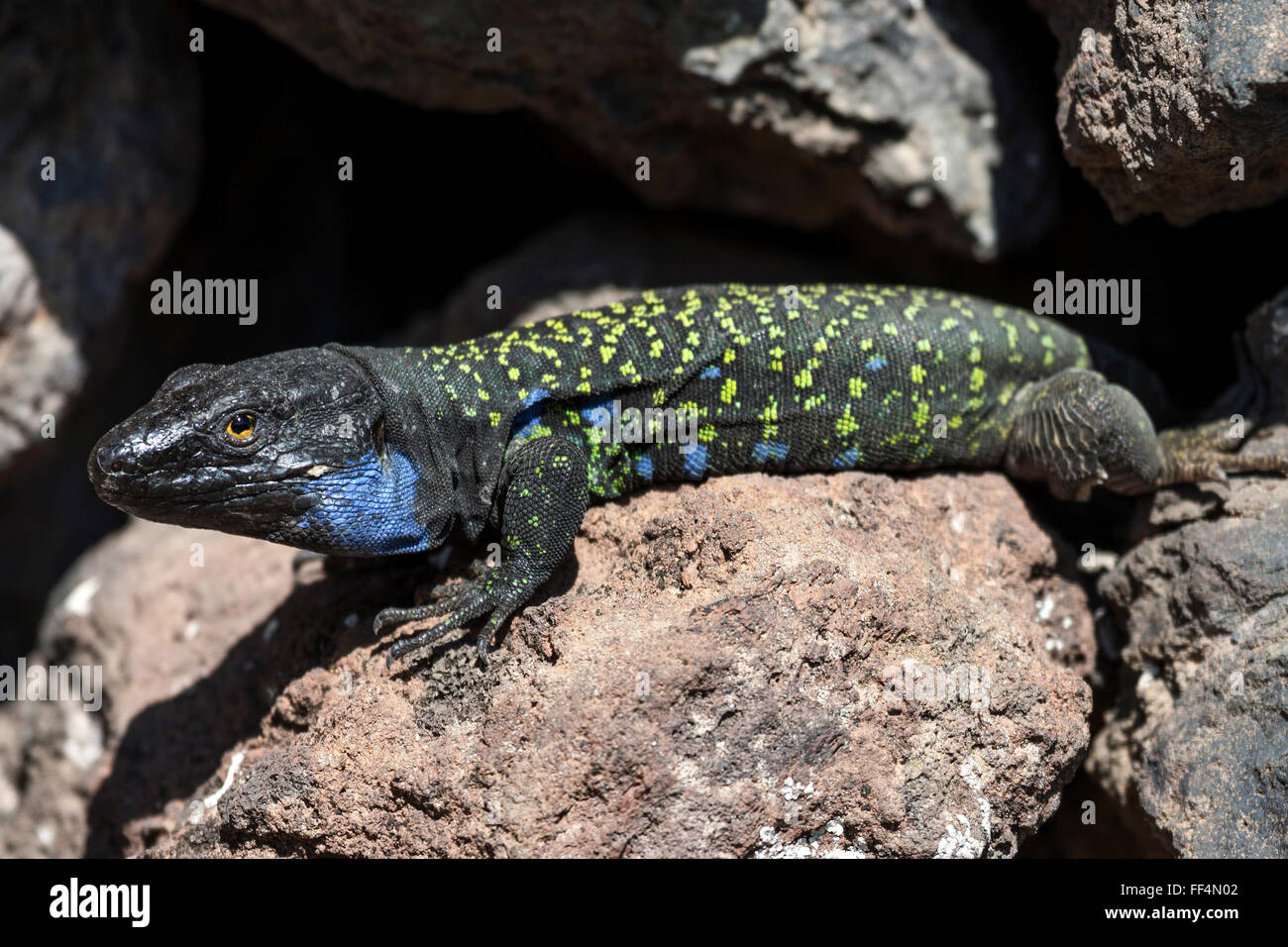 Male gallots lizard hi-res stock photography and images - Alamy