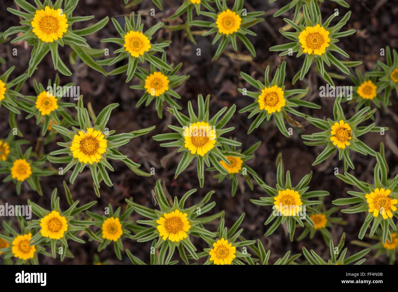 Asteriscus aquaticus, Tenerife, Canary Islands, Spain Stock Photo - Alamy