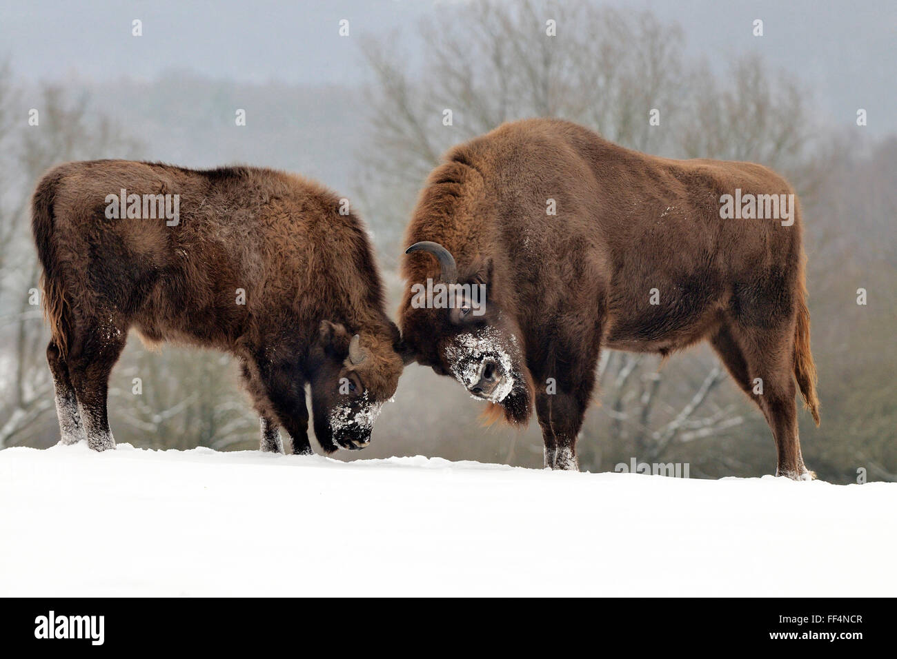 European Bison Vs American Bison