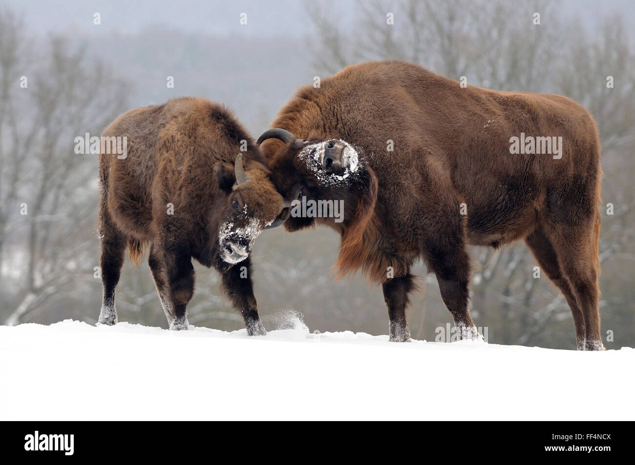 European bison or wisent (Bison bonasus), cow and young, playful fight ...