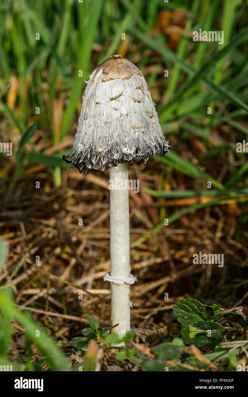 Shaggy ink cap (Coprinus comatus), edible, Canton of Geneva ...