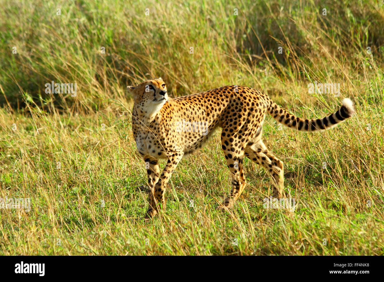 A lone female cheetah with a playful look Stock Photo - Alamy