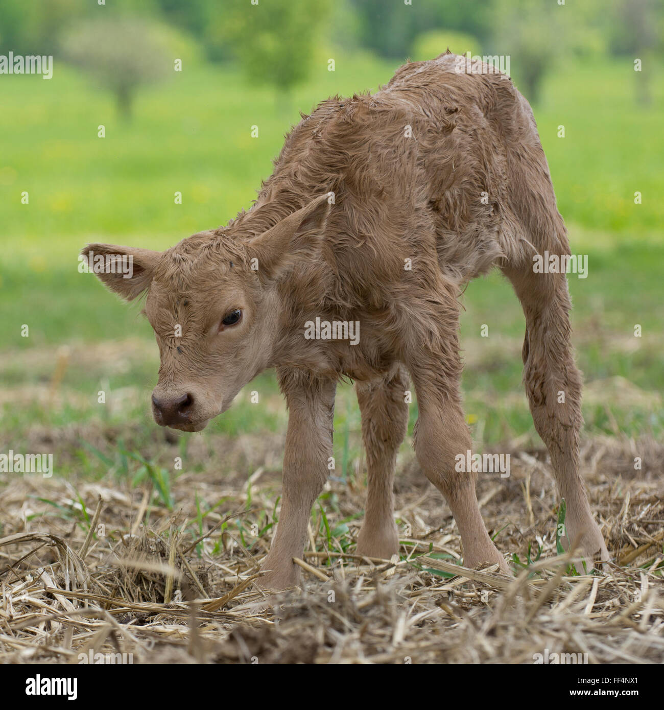 Newborn calf hi-res stock photography and images - Alamy