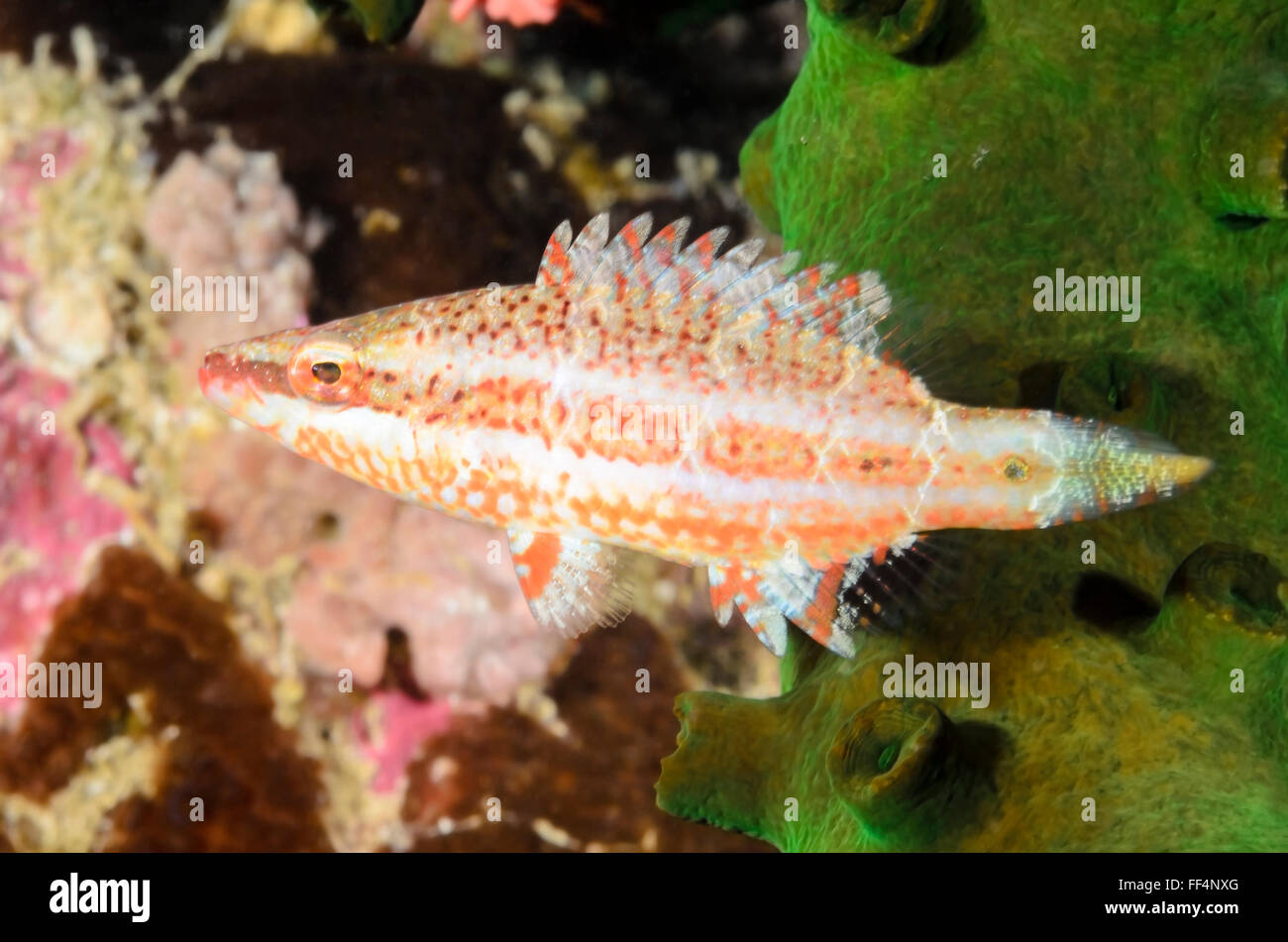 Rhodochrous hi-res stock photography and images - Alamy