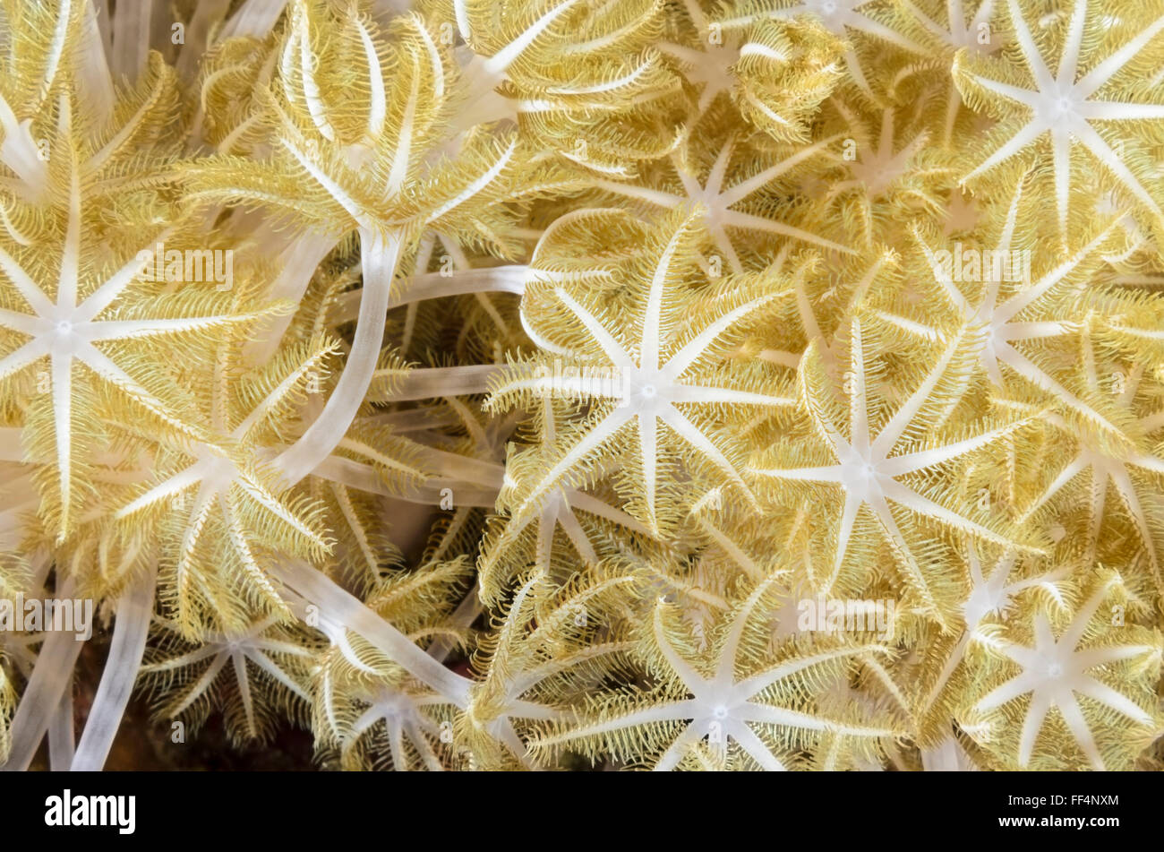 polyps of Xenia soft coral, Xenia cf. actuosa, Moalboal, Tuble, Cebu ...