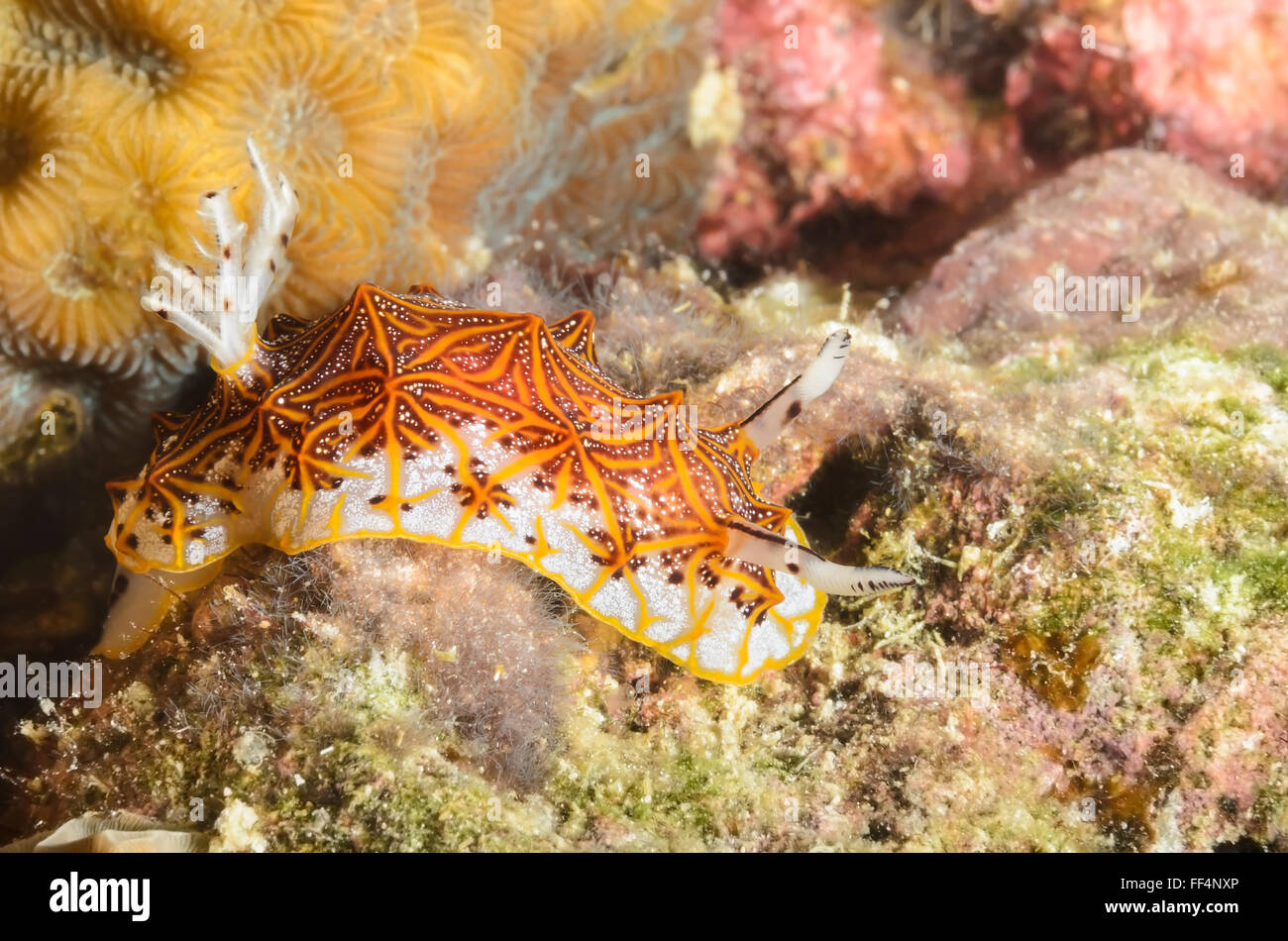 sea slug or nudibranch, Halgerda tesselata, Moalboal, Tuble, Cebu ...
