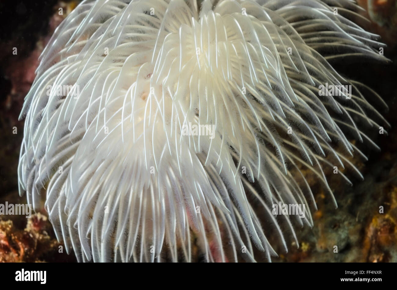 Magnificent tube worm, Protula magnifica, Moalboal, Tuble, Cebu ...