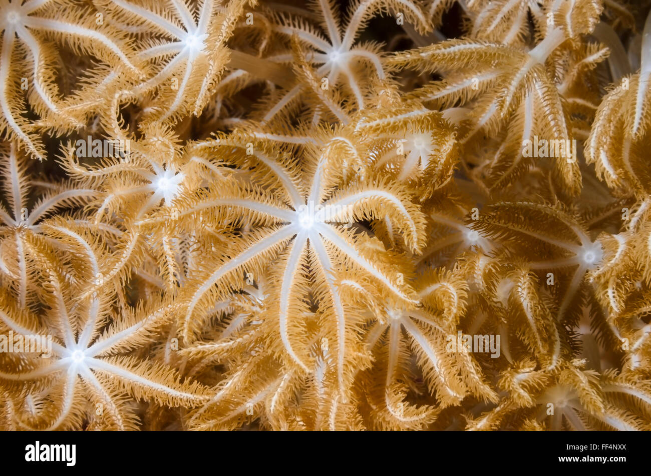 Soft coral polyps, Anthelia sp., Moalboal, Tuble, Cebu, Philippines ...