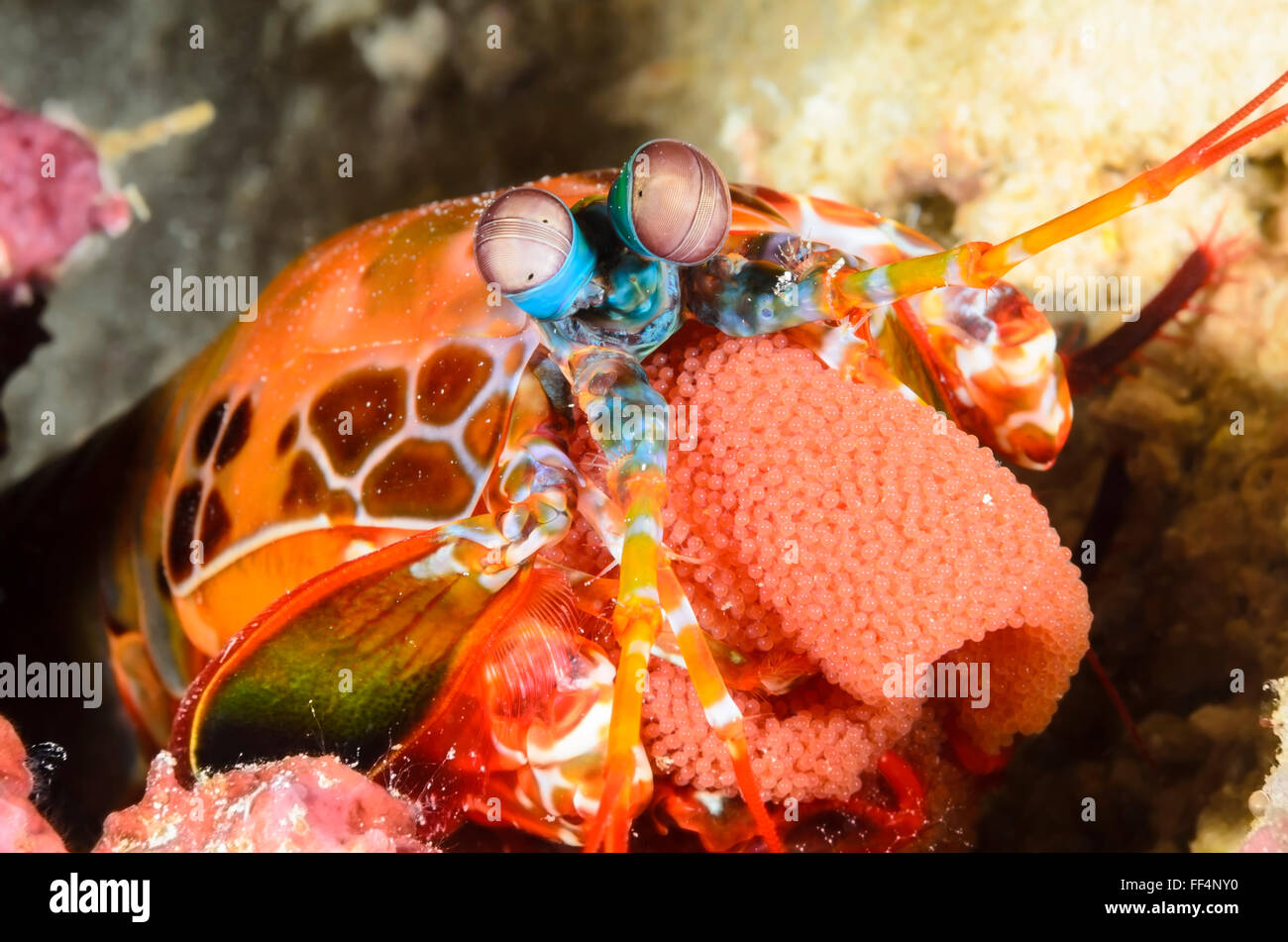Peacock Mantis Shrimp Eggs