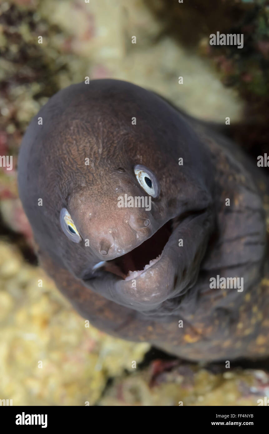White-Eyed moray eel, Gymnothorax thyrsoideus, Moalboal, Tuble, Cebu ...
