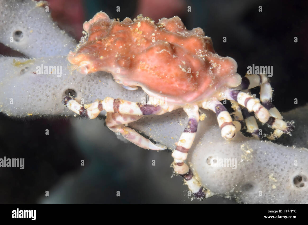 Corallimorph decorator crab after moulting, Cyclocoeloma tuberculata ...