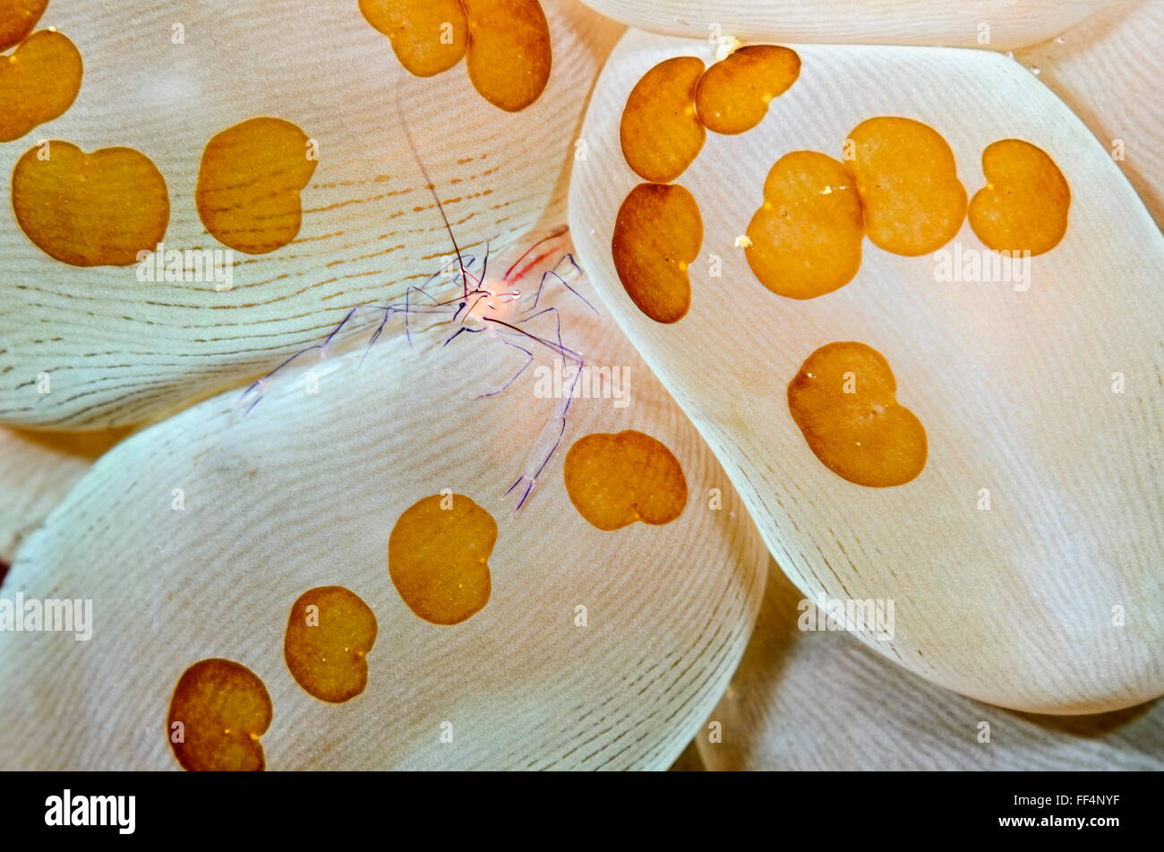 Bubble coral shrimp, Palaemonella philippensis, on Bubble coral ...