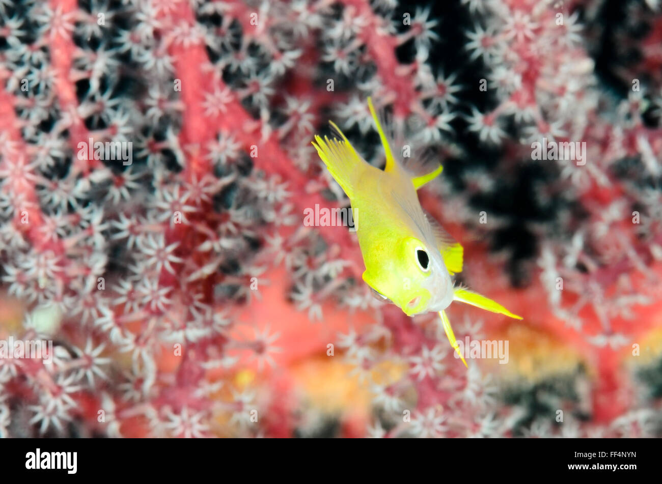 juvenile Golden damsel, Amblyglyphidodon aureus, Moalboal, Tuble, Cebu ...