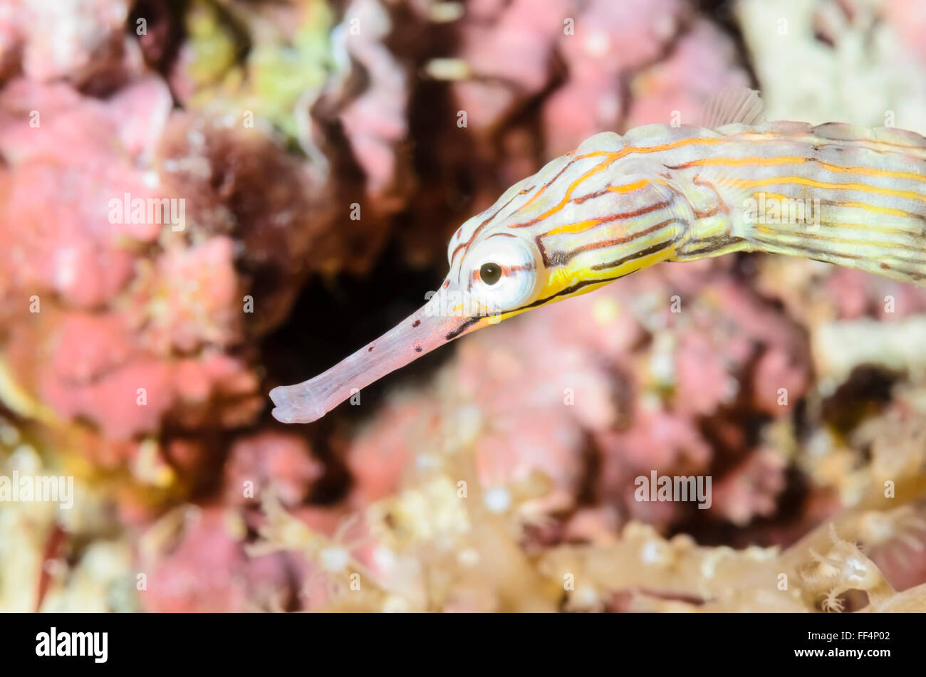 Reeftop pipefish, Corythoichthys haematopterus, Moalboal, Tuble, Cebu ...