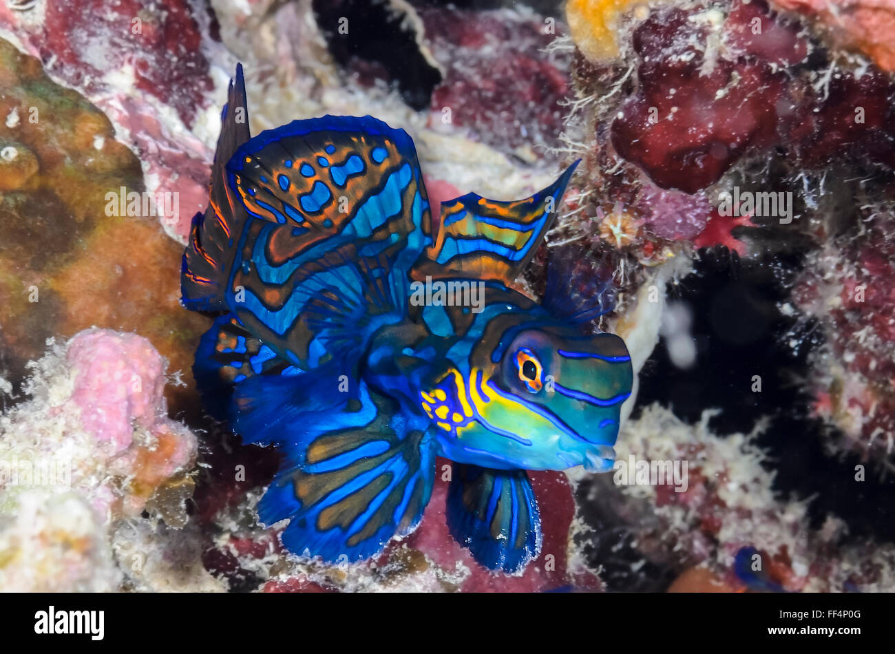 Mandarinfish, Synchiropus splendidus, Moalboal, Tuble, Cebu ...