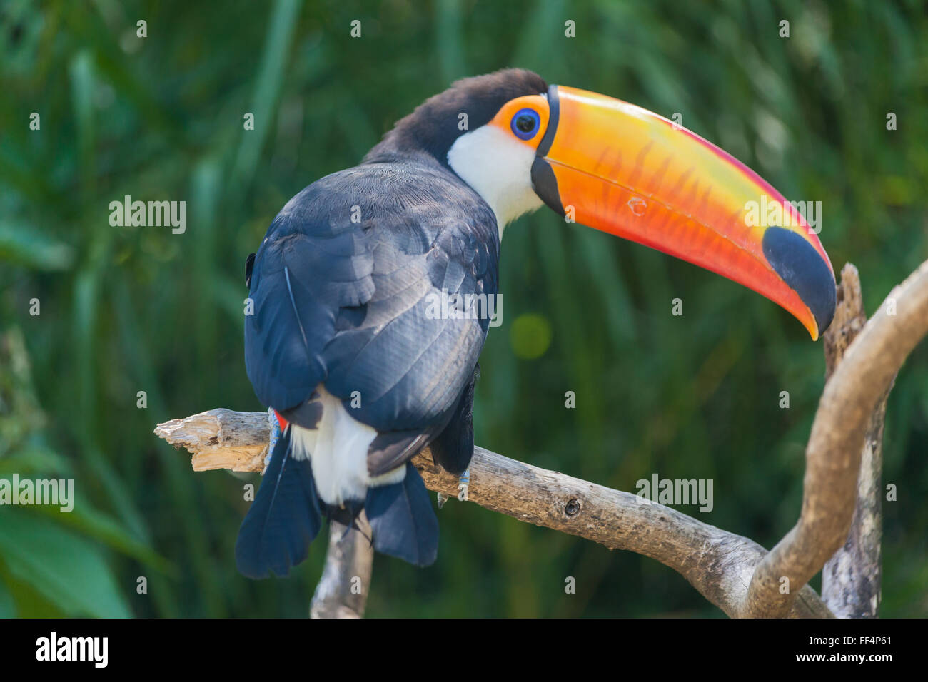 Gramado zoo hi-res stock photography and images - Alamy