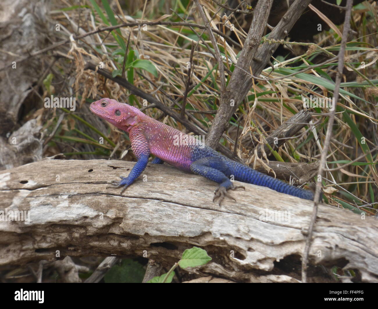 the agama lizard in the serengeti Tanzania Africa photo by jen lombardo ...