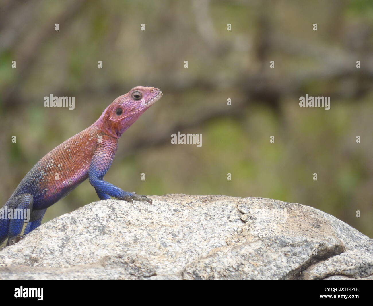 the agama lizard in the serengeti Tanzania Africa photo by jen lombardo ...