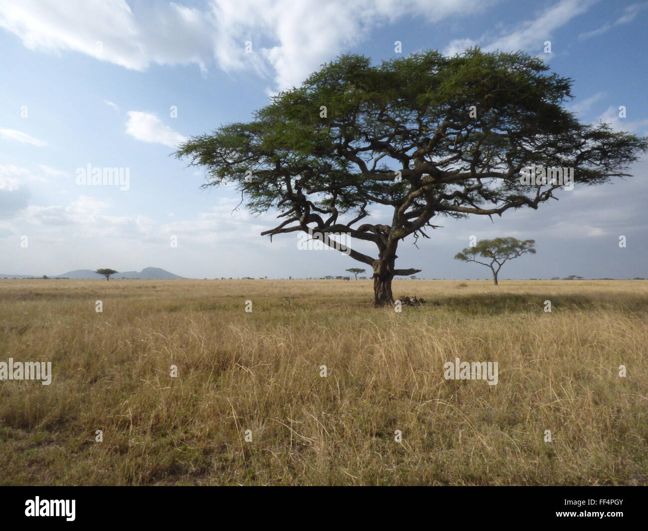 Acacia tree serengeti hi-res stock photography and images - Alamy