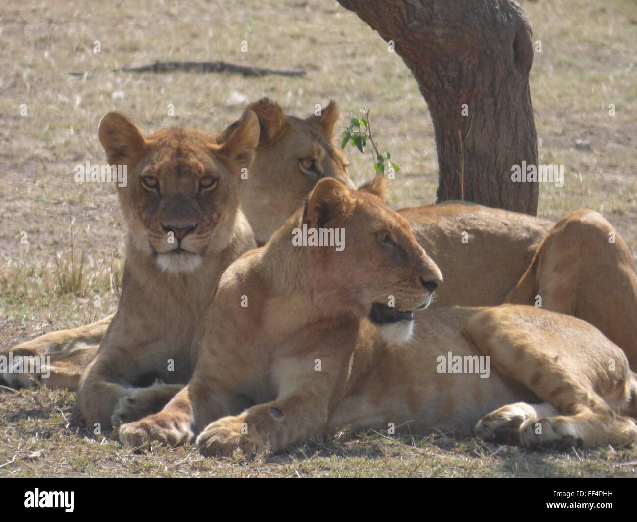 a family of female lions in the Serengeti Tanzania, Africa photo by jen lombardo Stock Photo - Alamy