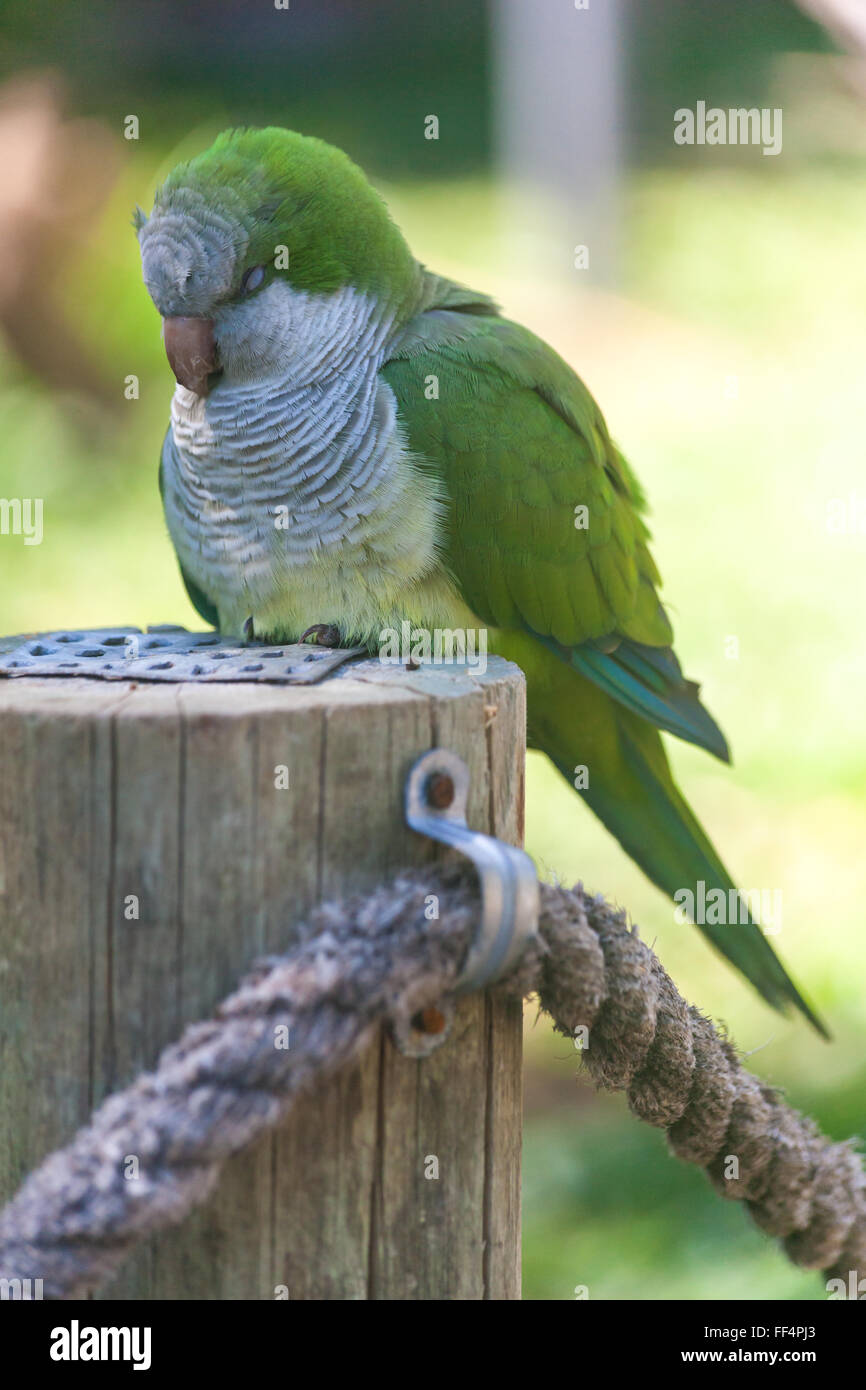 Scaly Headed Parrot green bird bird sleeping Stock Photo - Alamy