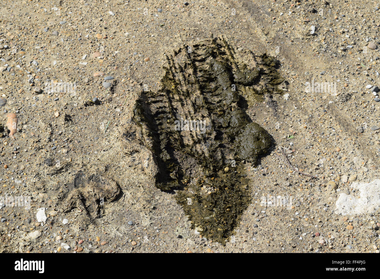 Cow dung crushed by the wheel. Rural routine Stock Photo - Alamy