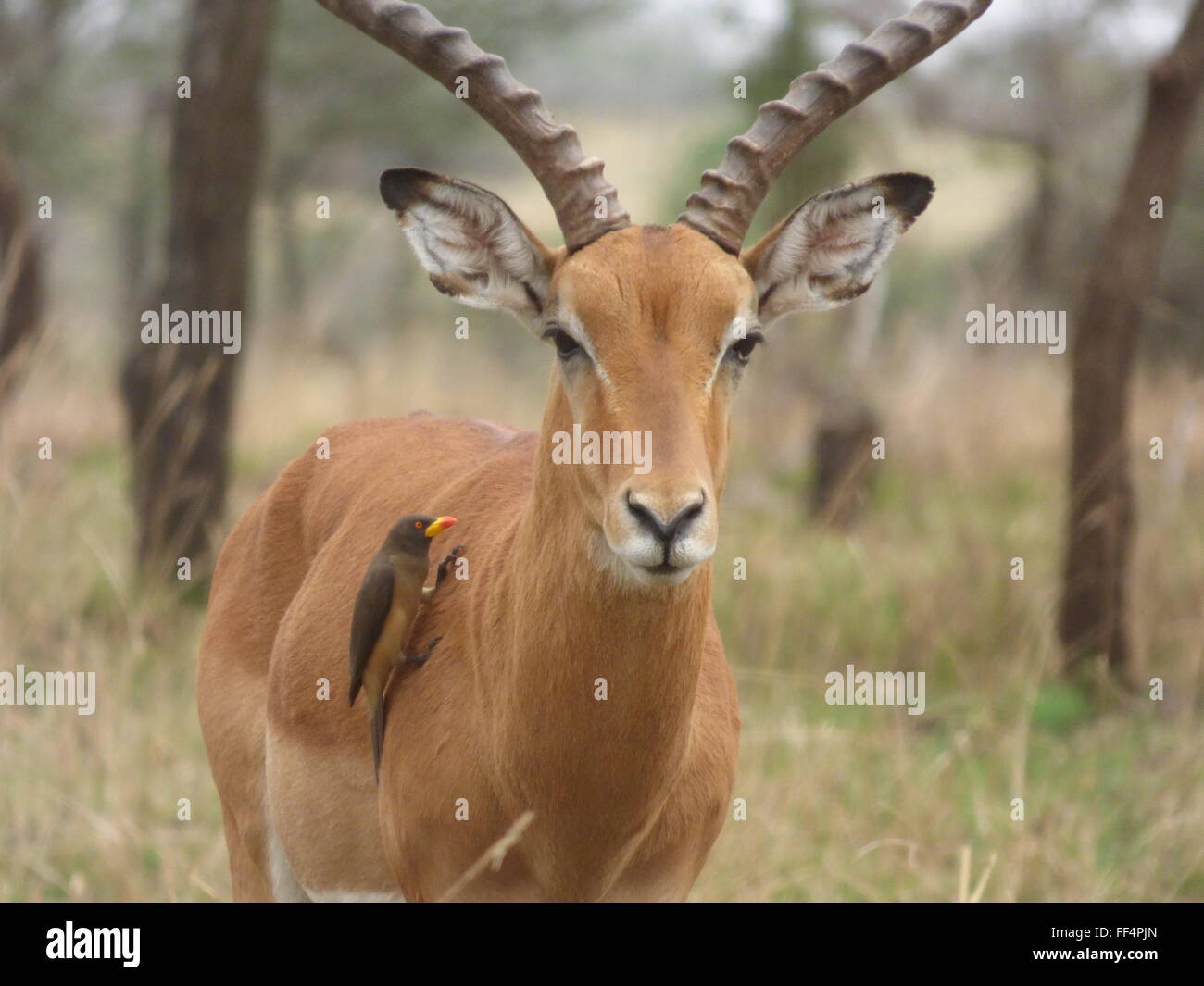 an impala with a bird in the Serengeti National Park. Tanzania, Africa ...
