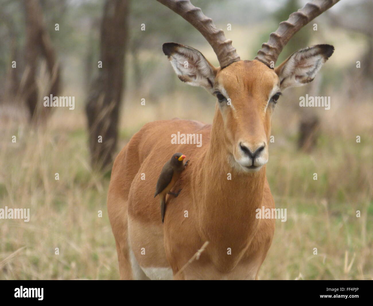 an impala with a bird in the Serengeti National Park. Tanzania, Africa ...