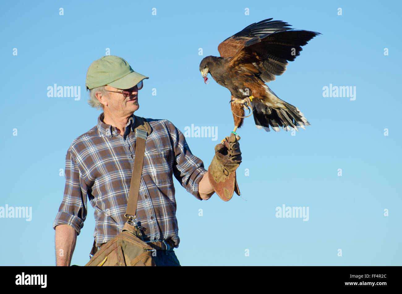 Captive Harris Hawk, (Parabuteo unicinctus), New Mexico, USA Stock ...