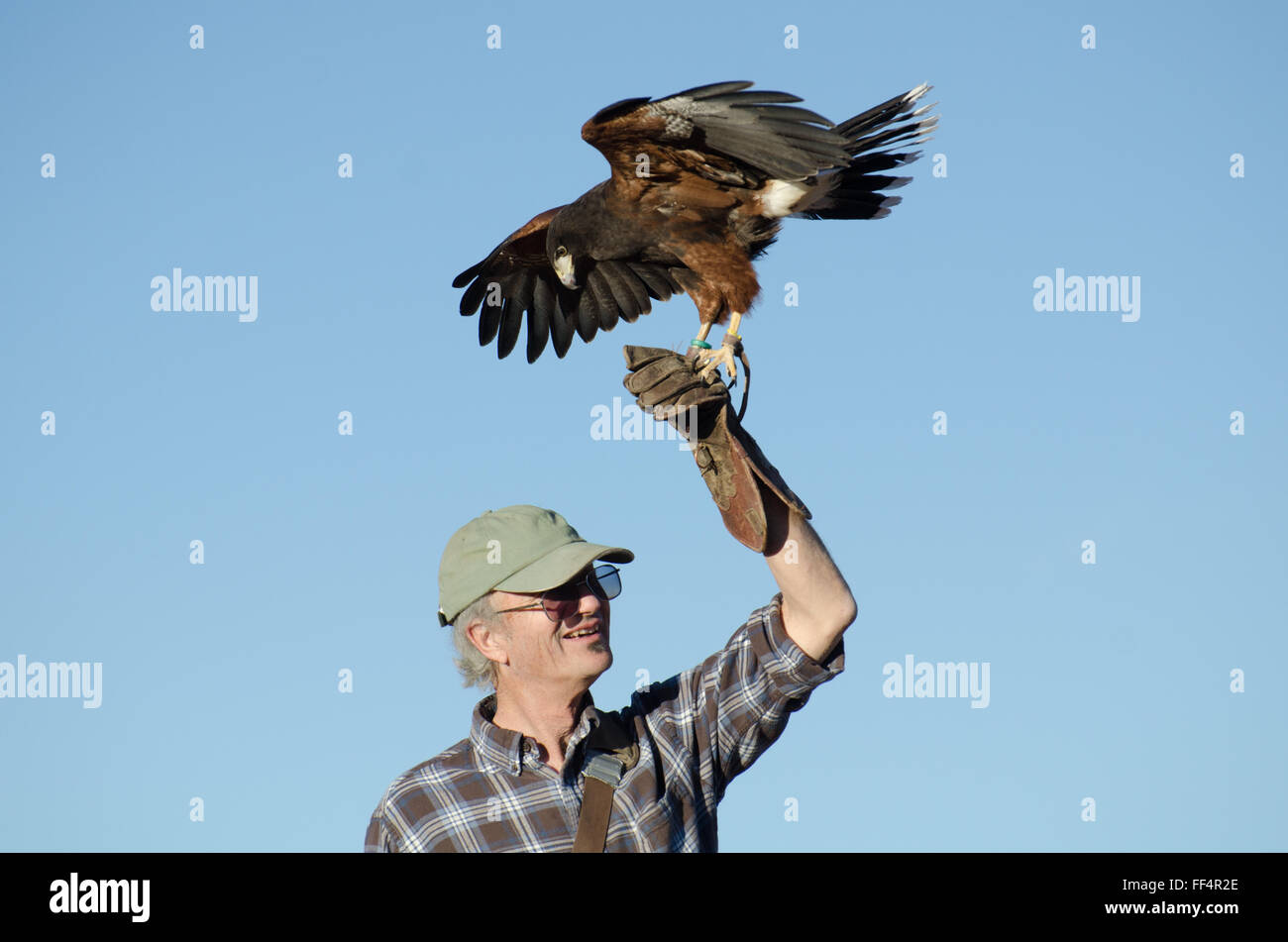 Captive harris hawk hi-res stock photography and images - Alamy