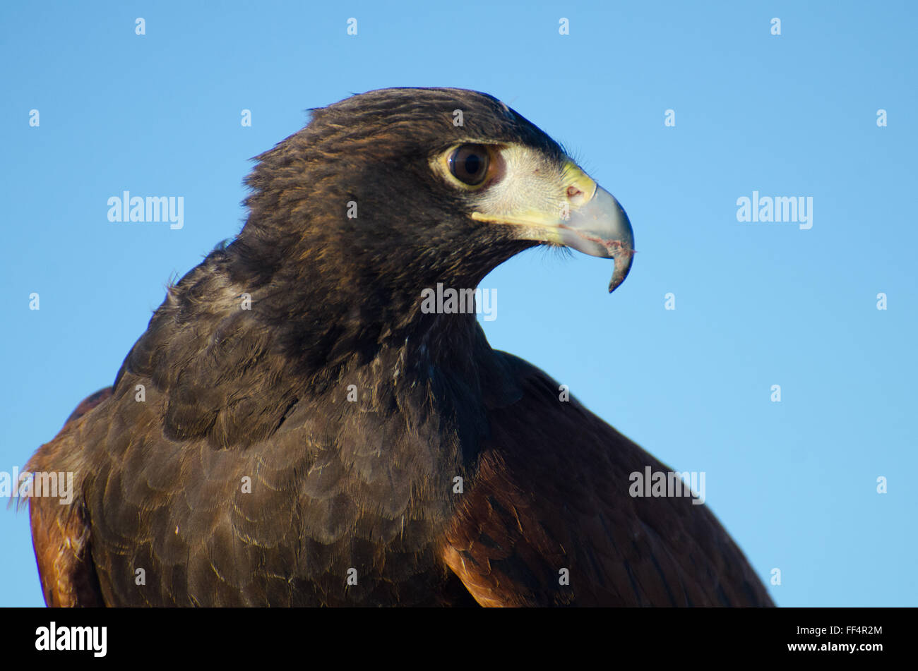 Captive harris hawk hi-res stock photography and images - Alamy