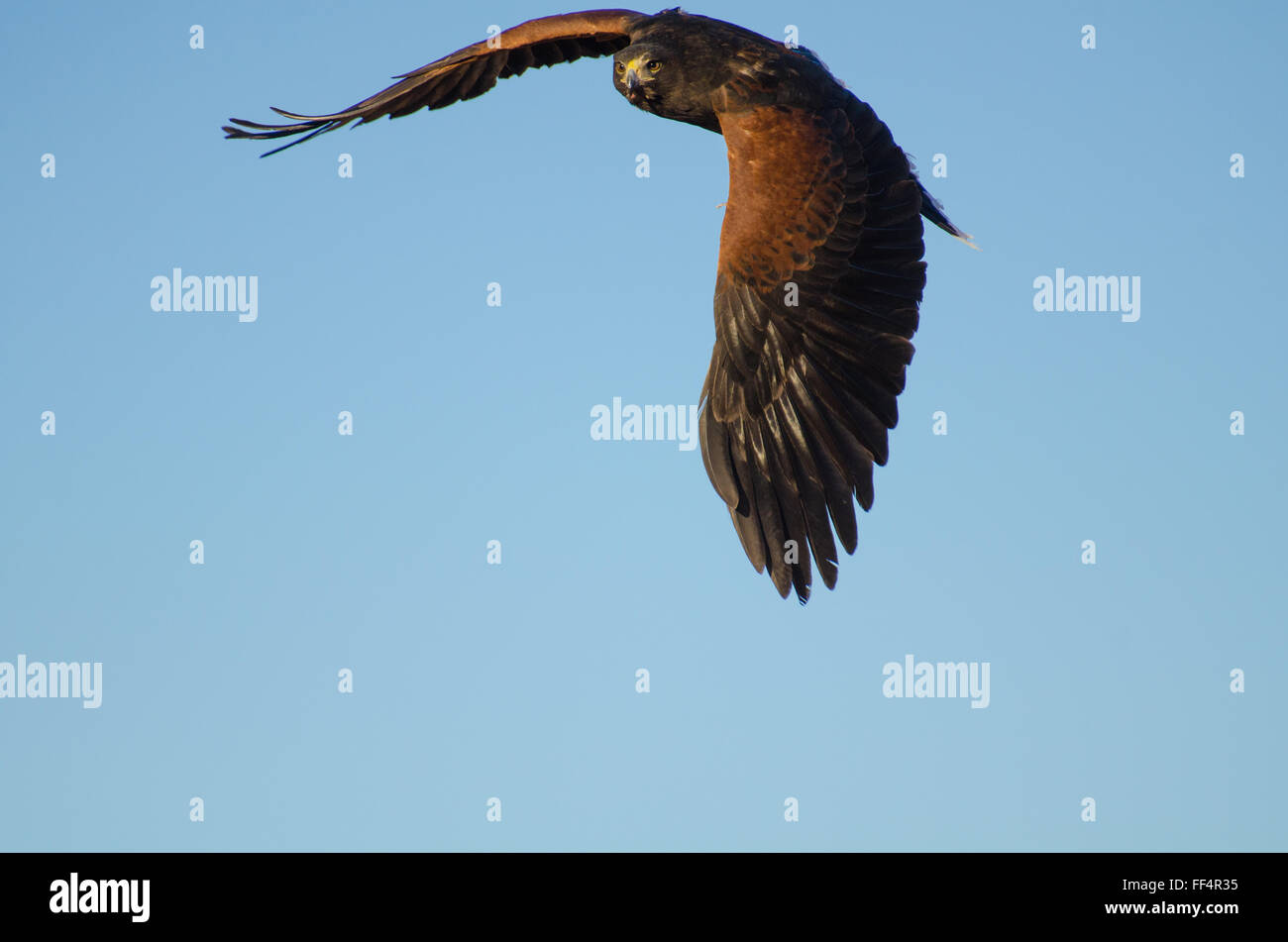 Captive Harris Hawk, (Parabuteo unicinctus), flying. New Mexico, USA ...
