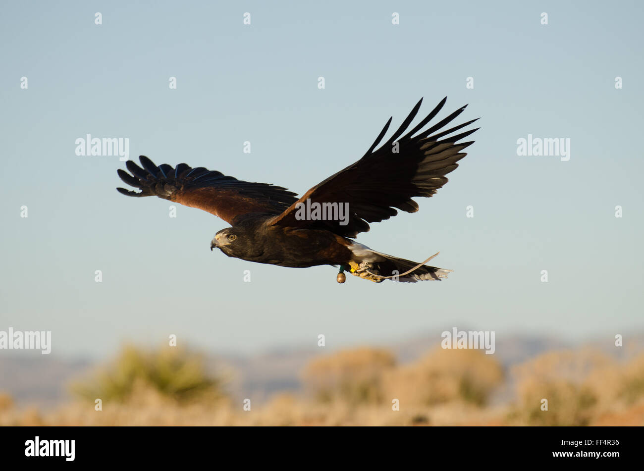 Captive Harris Hawk, (Parabuteo unicinctus), flying. New Mexico, USA ...