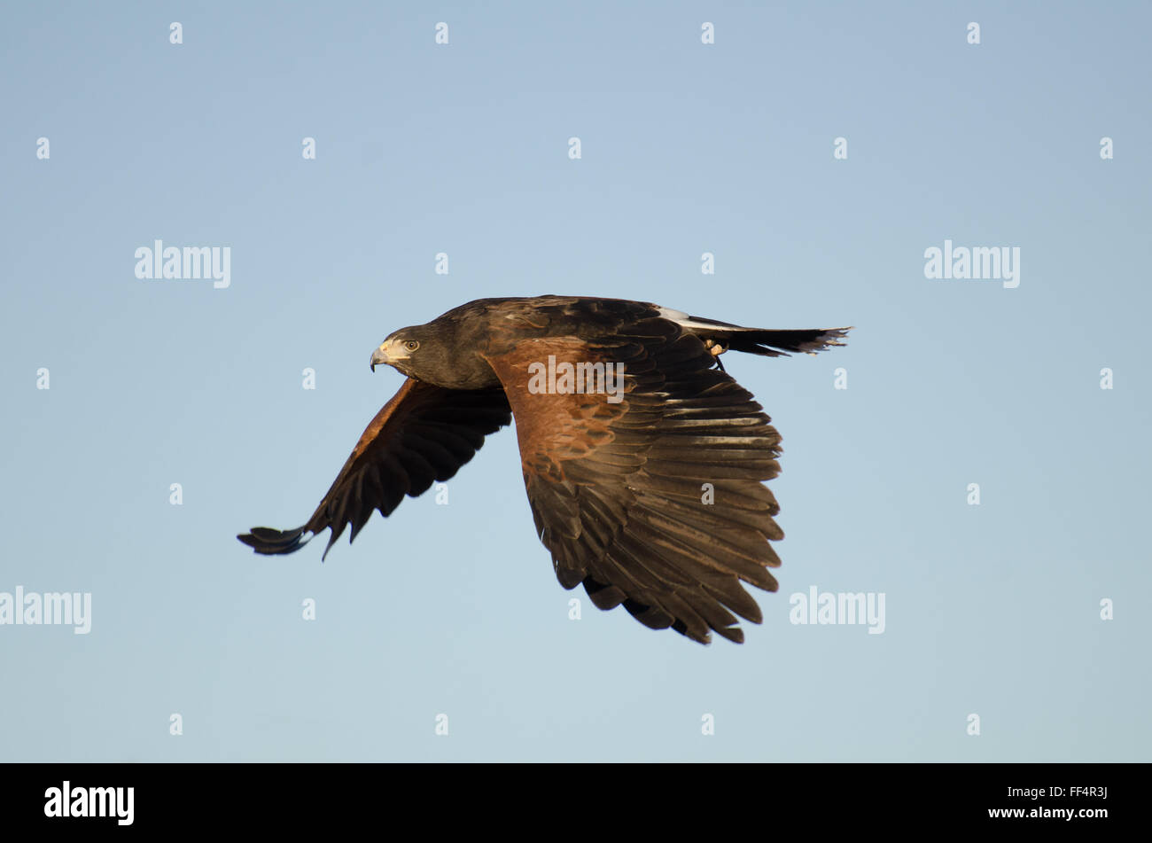 Harris hawk flying hi-res stock photography and images - Alamy
