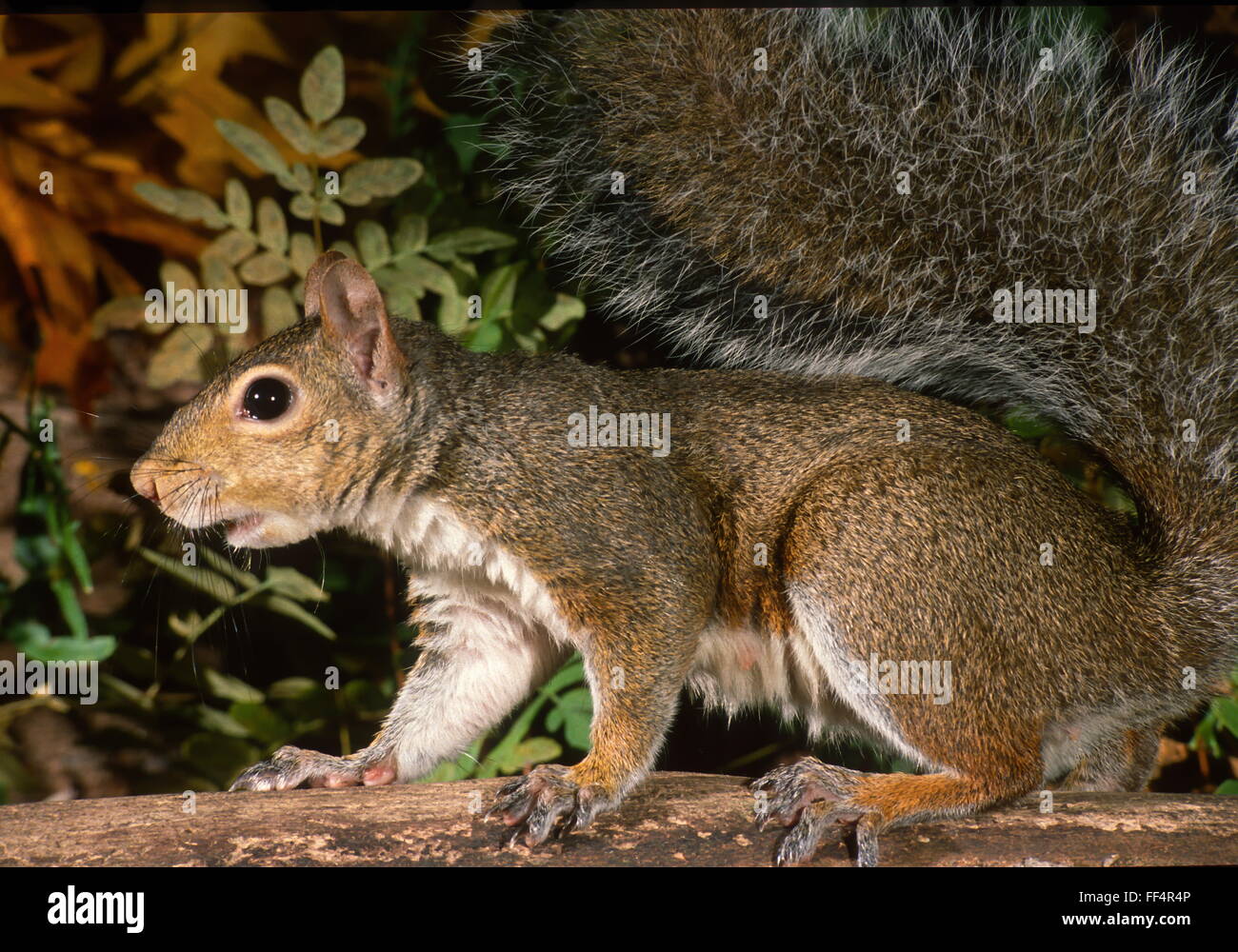 Melanistic eastern grey squirrel hi-res stock photography and images ...