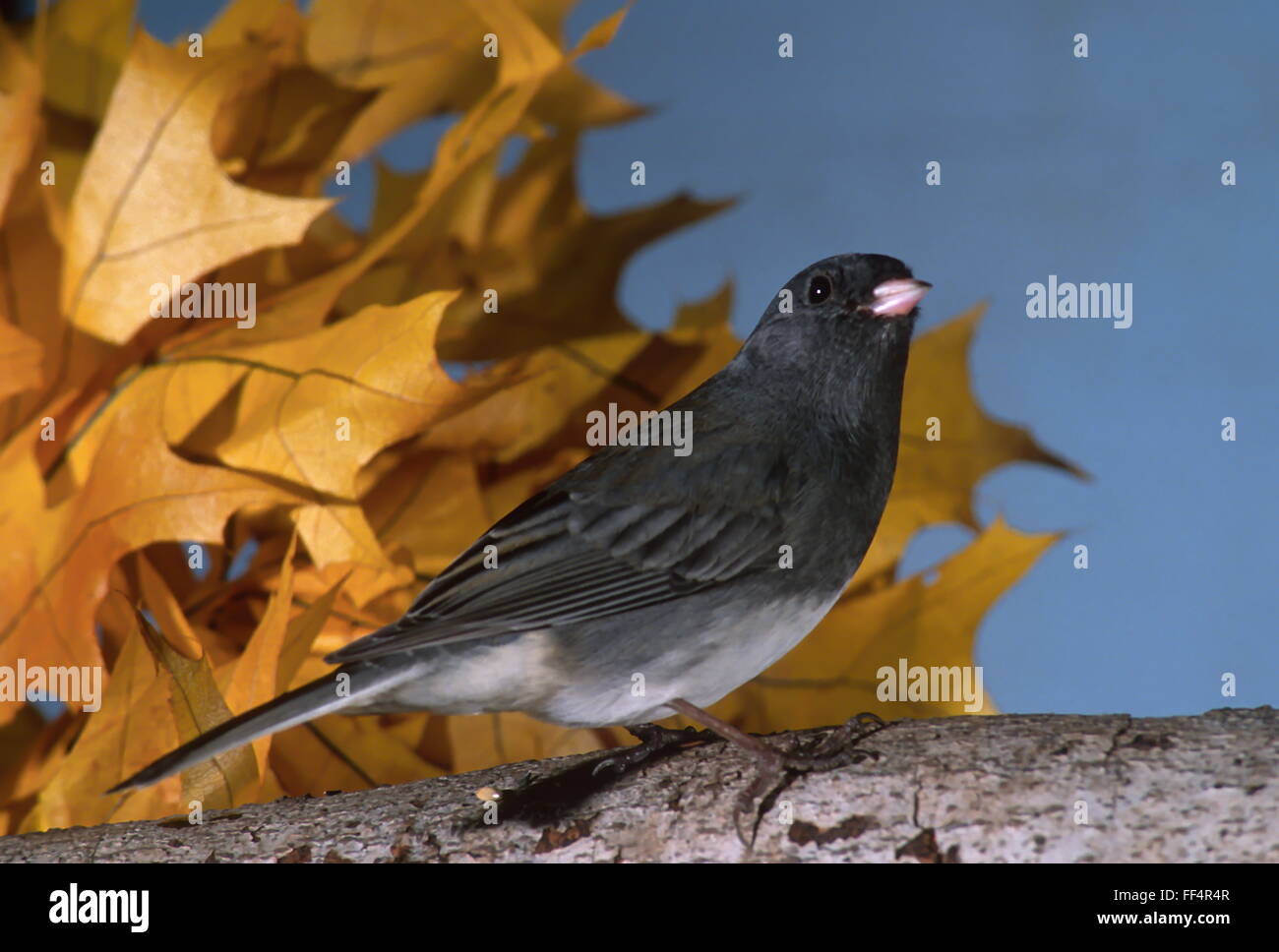 Dark Eyed Junco resting on log. Typical appearance for the Eastern ...