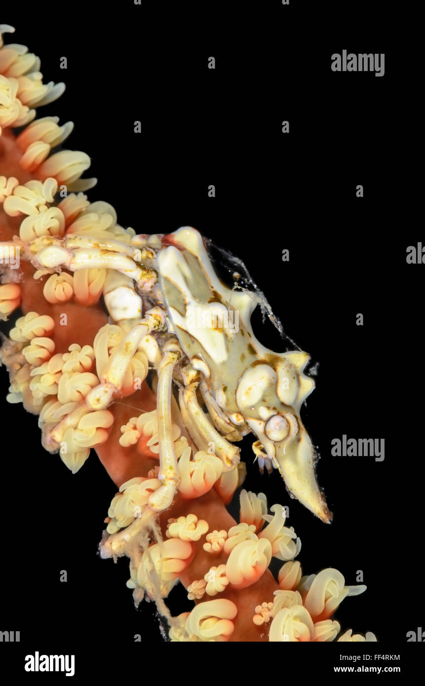 Wire coral crab, Xenocarcinus tuberculatus, Moalboal, Tuble, Cebu ...