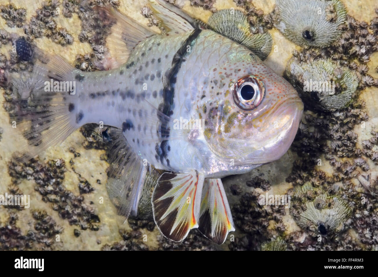 Orbicular cardinalfish, Sphaeramia orbicularis, Moalboal, Tuble, Cebu ...