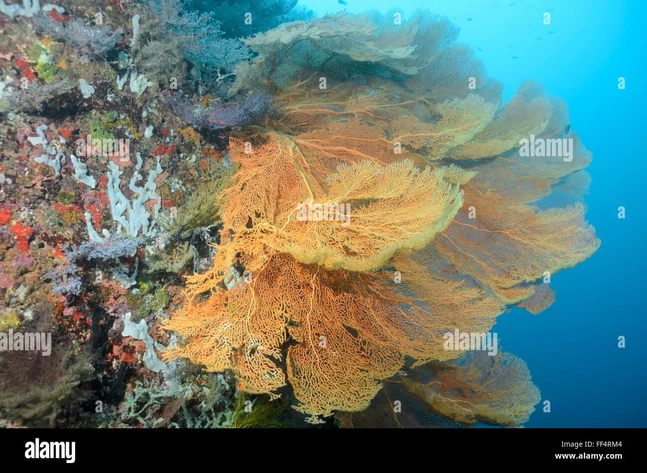 Melithaea ochraecea hi-res stock photography and images - Alamy