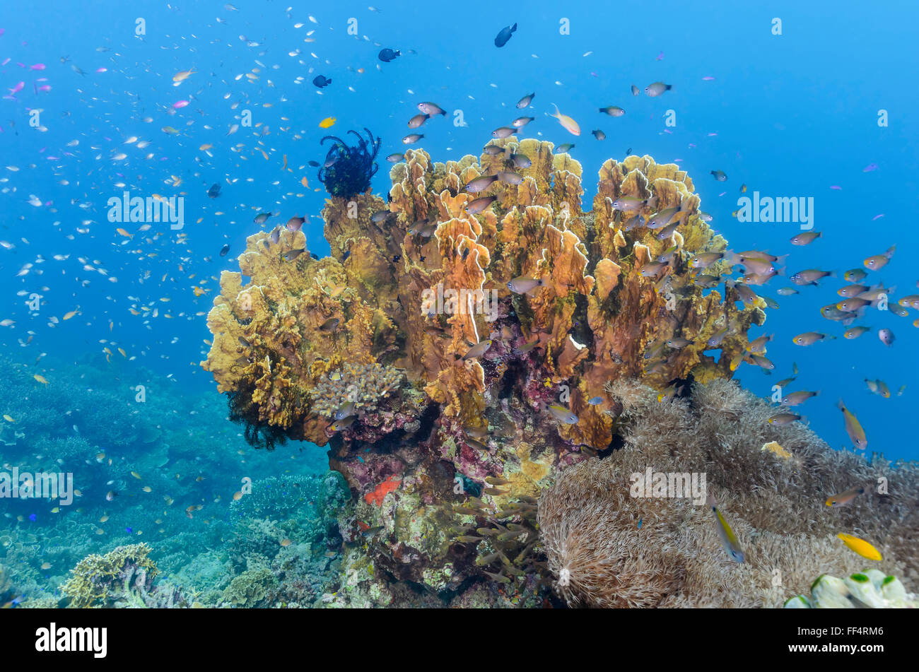 Coral reef scene with Dusky cardinalfish, Archamia macroptera, Moalboal ...