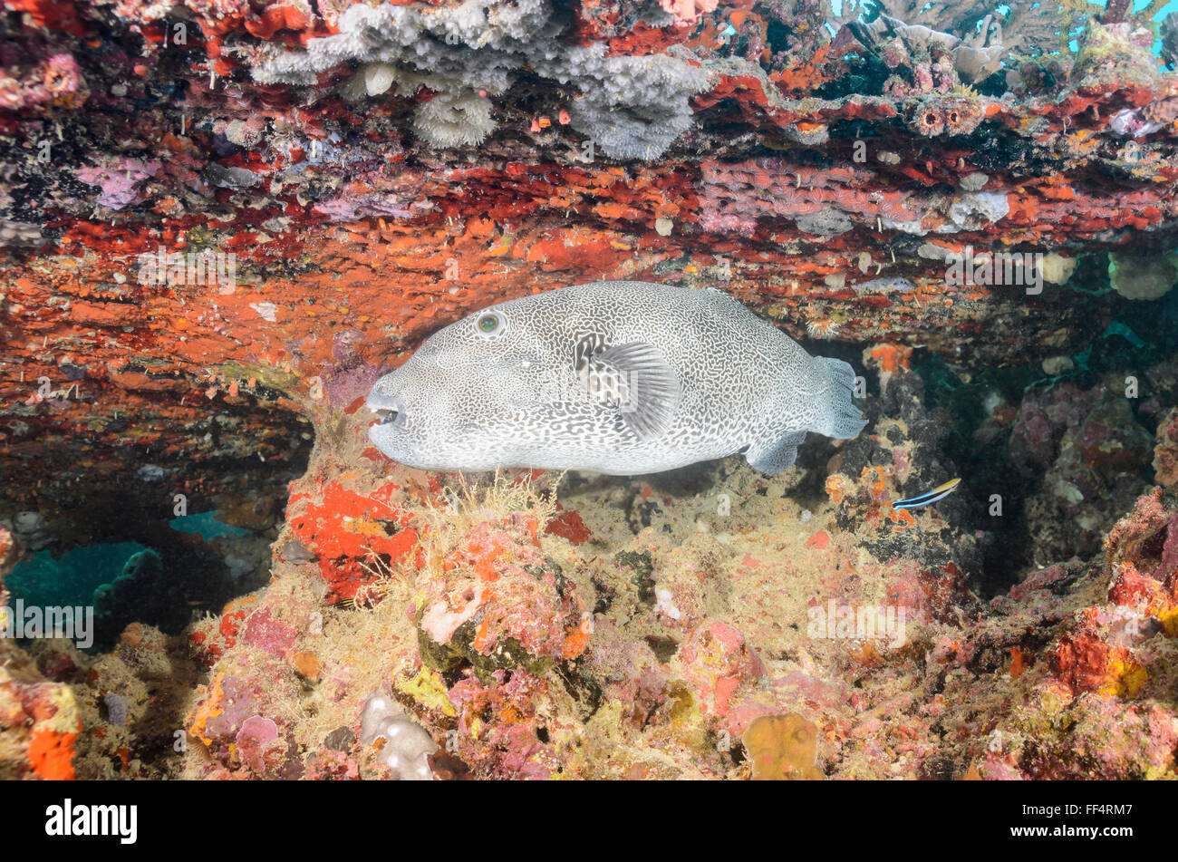 Star puffer, Arothron stellatus, Moalboal, Tuble, Cebu, Philippines ...
