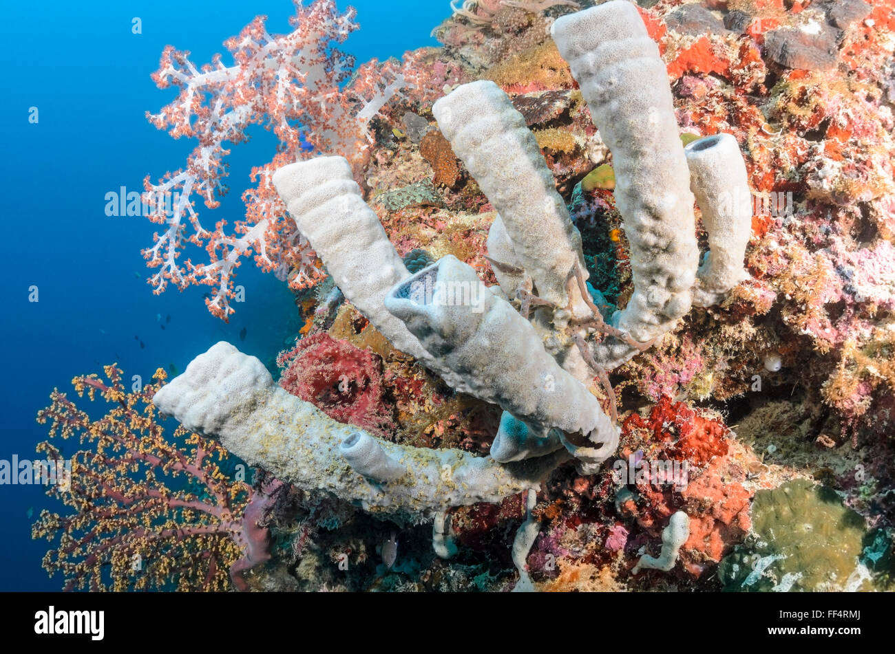 Vase sponge, Amphimedon sp., and soft corals, Moalboal, Tuble, Cebu ...
