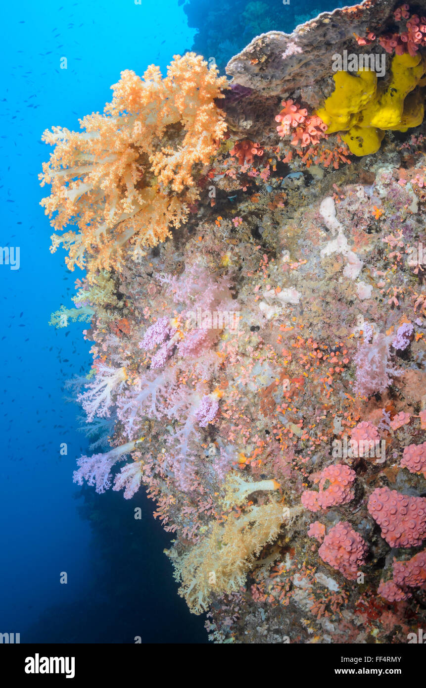 Tree corals, Scleronephthya sp., Pescador Island, Cebu, Philippines ...
