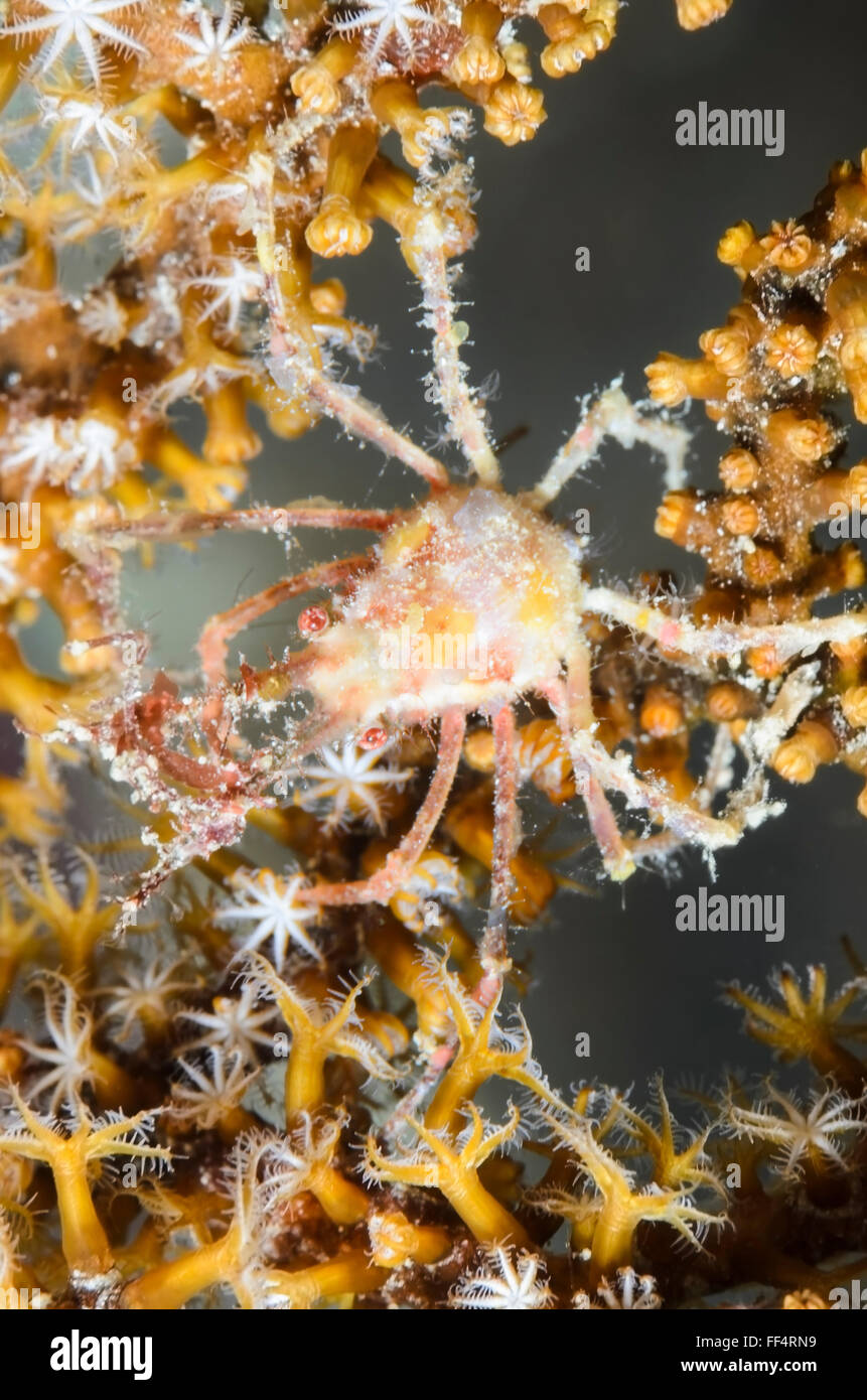 Bull hydroid crab, Naxioides taurus, Moalboal, Tuble, Cebu, Philippines ...