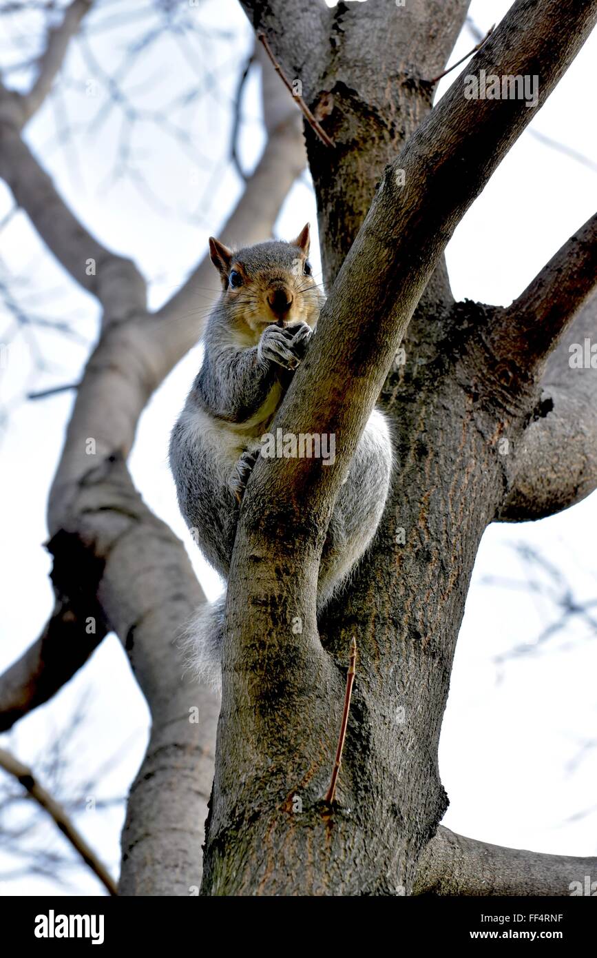 Squirrel in the tree Stock Photo - Alamy