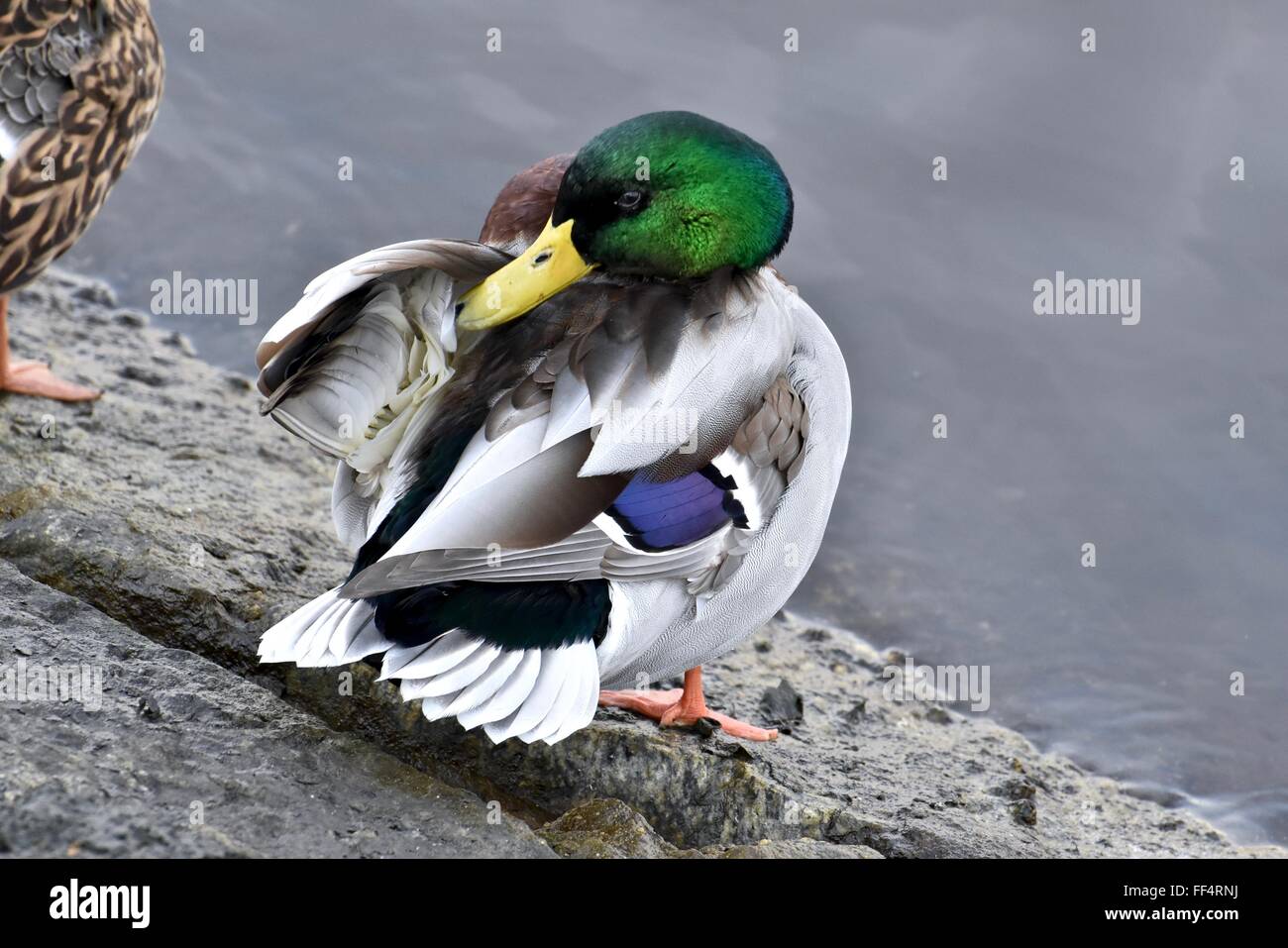 Beautiful mallard duck Stock Photo - Alamy